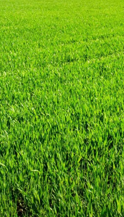 Sod - East Coast Sod - Jacksonville, FL